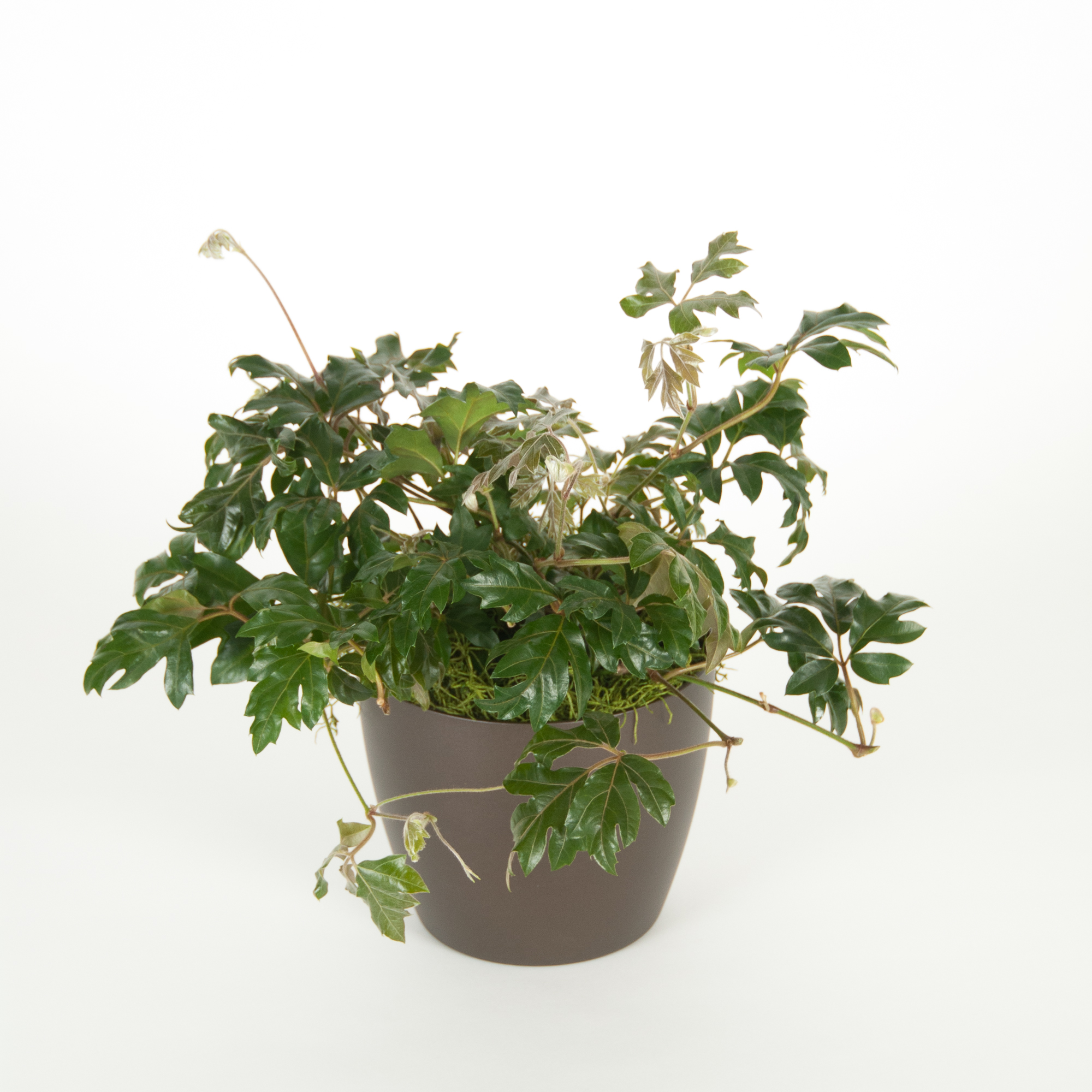 06in Cissus Oakleaf Ivy - accessplants