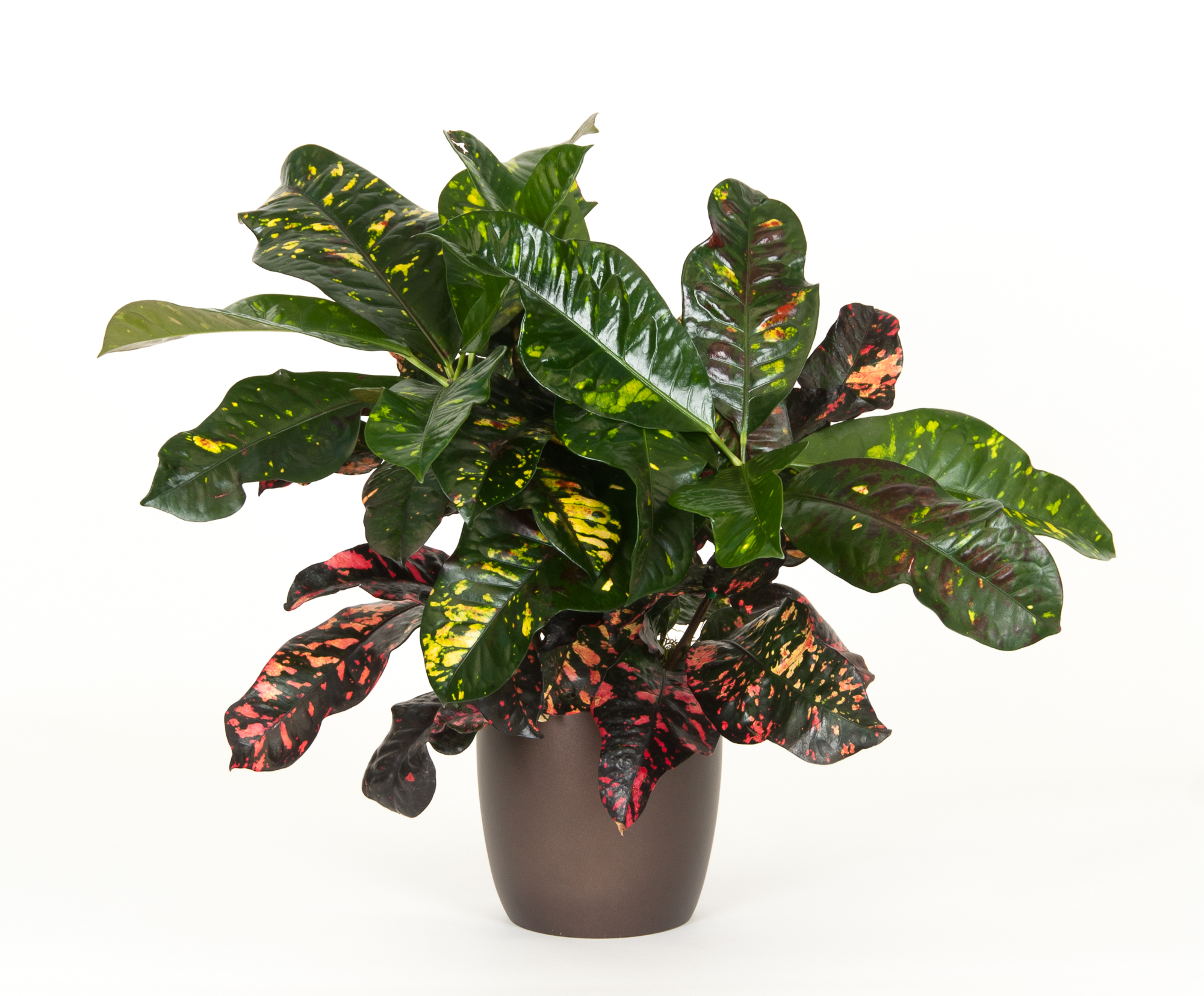 06in Croton Magnificent - accessplants