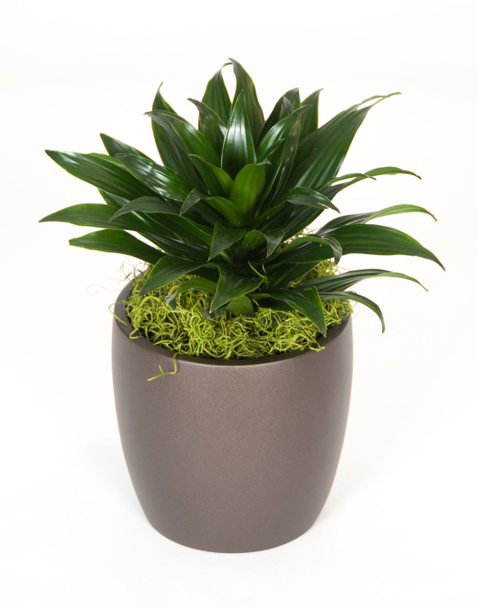 Dracaena JC Compacta 1' - accessplants
