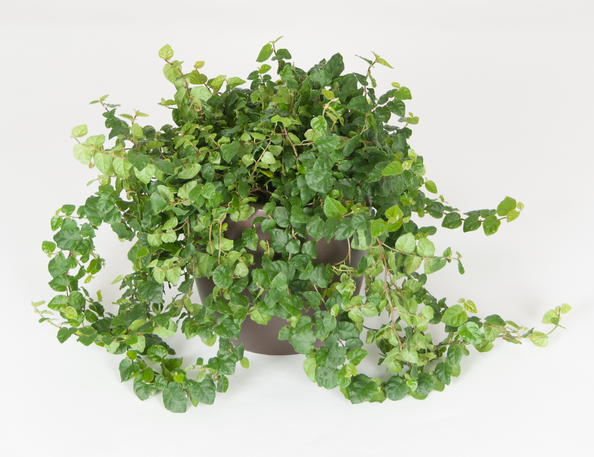 06in Ficus Repens Green - accessplants