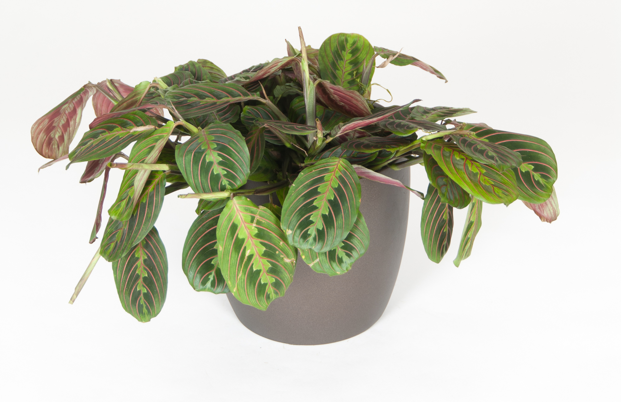 06in Maranta Red - accessplants