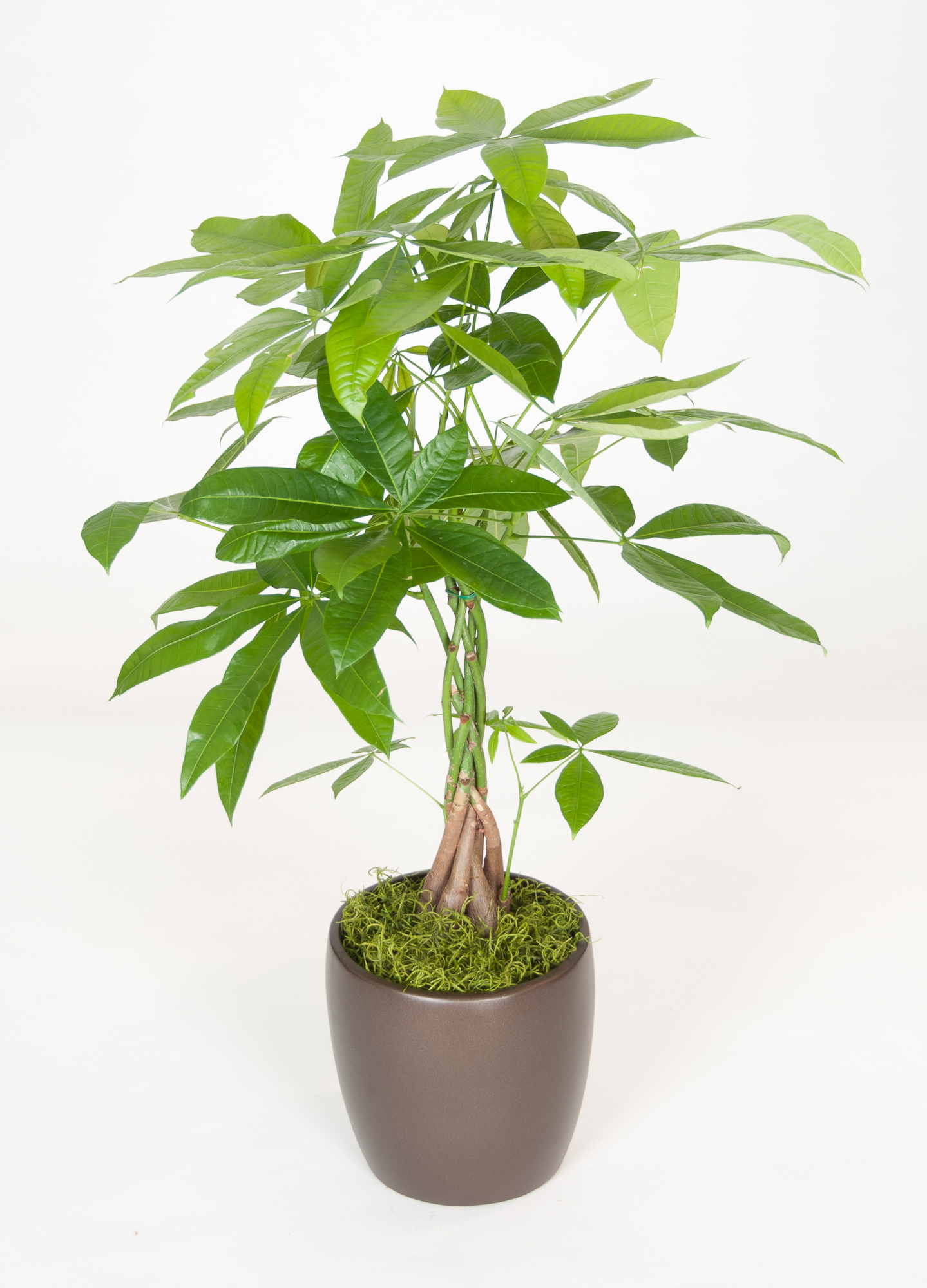 06in Pachira Money Plant Braid - accessplants