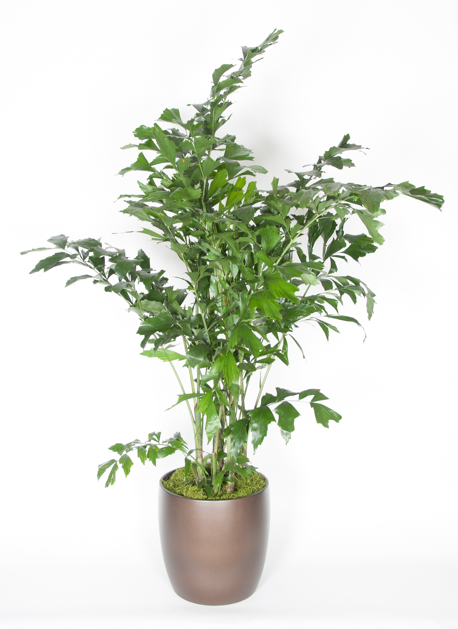 Fishtail Palm 7'+ - accessplants