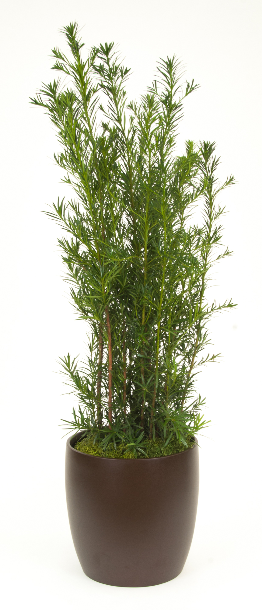 14in Podocarpus Bush 4/5' - accessplants