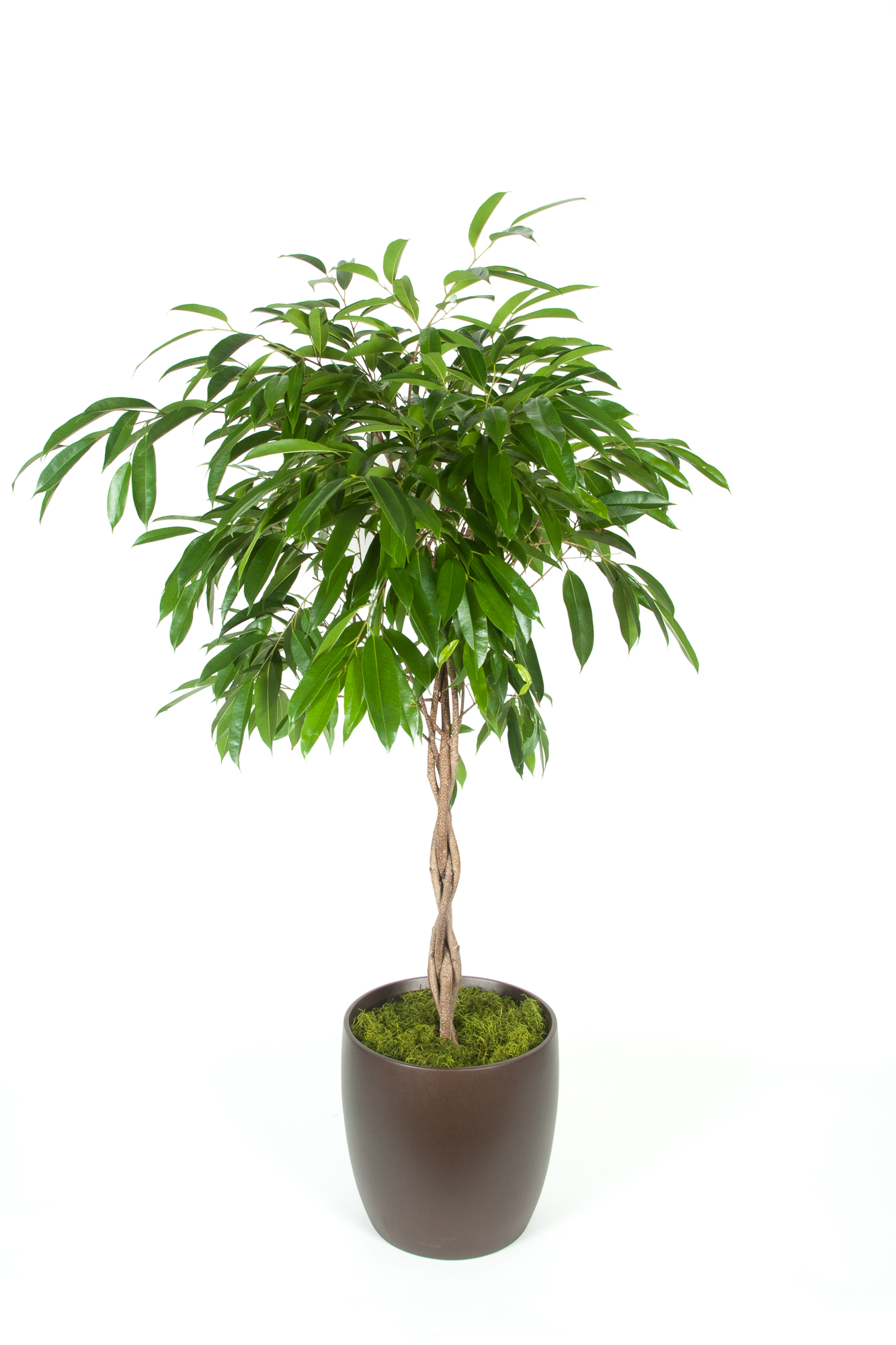 17in Ficus Alii Spiral - accessplants