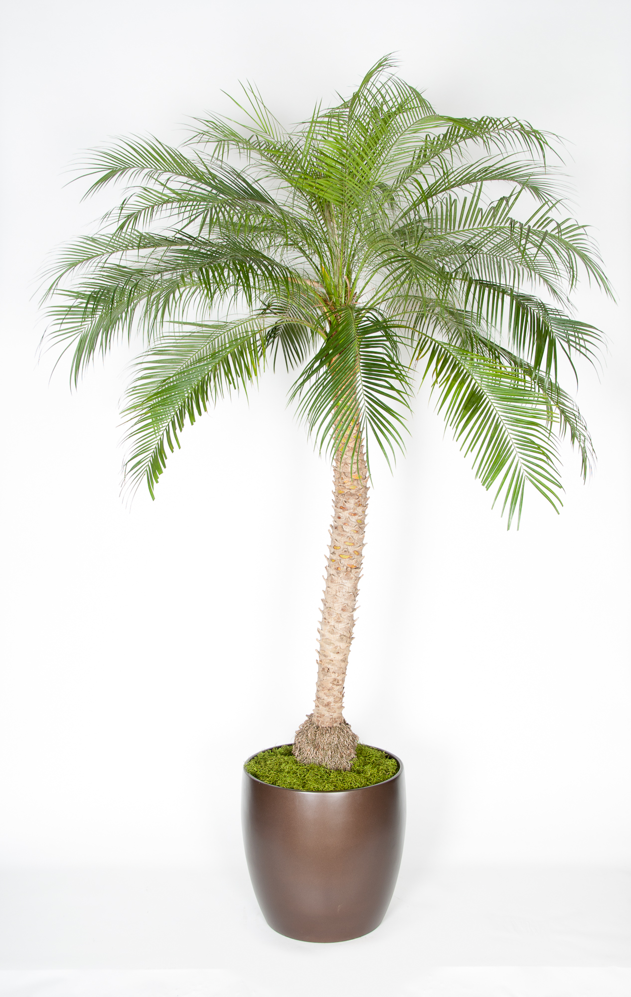17in Phoenix Roebellini Palm Single - accessplants
