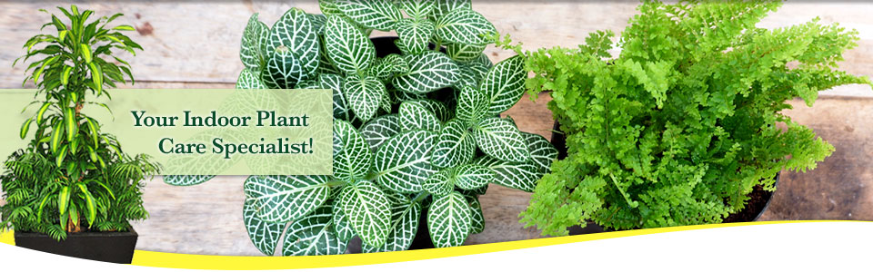 Indoor Plant Care San Jose, Indoor Plant Service