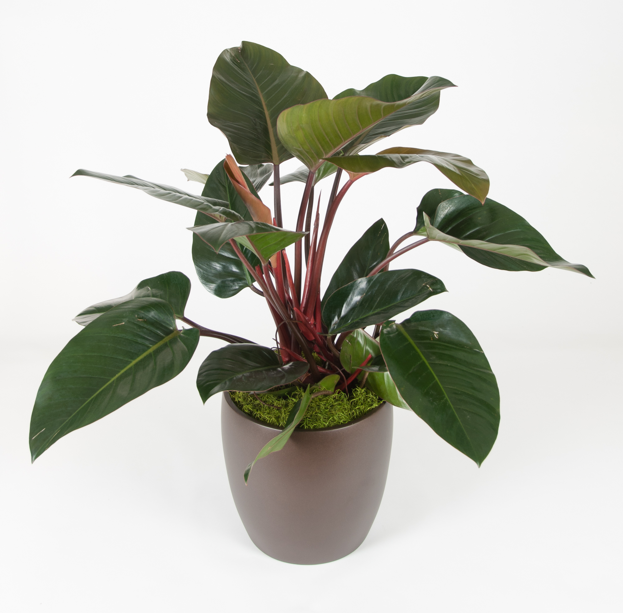 10in Philodendron Congo Rojo 1 1/2' wide - accessplants