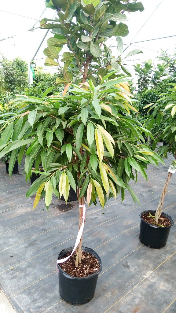 Ficus Amstel King 6'+ 14" - accessplants